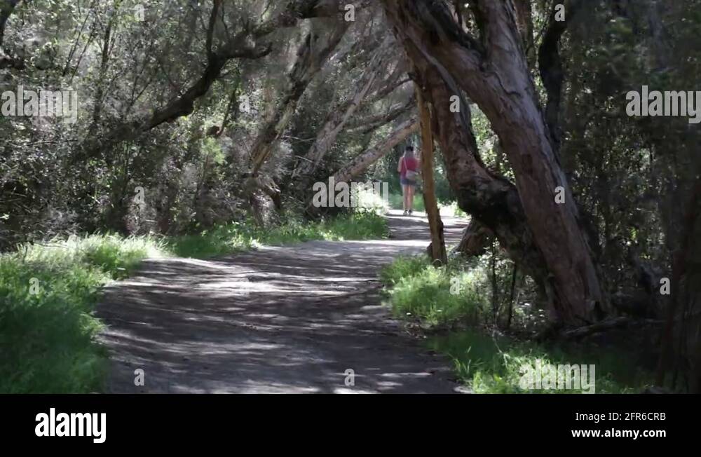 Forest path under beautiful trees Stock Videos & Footage - HD and 4K ...