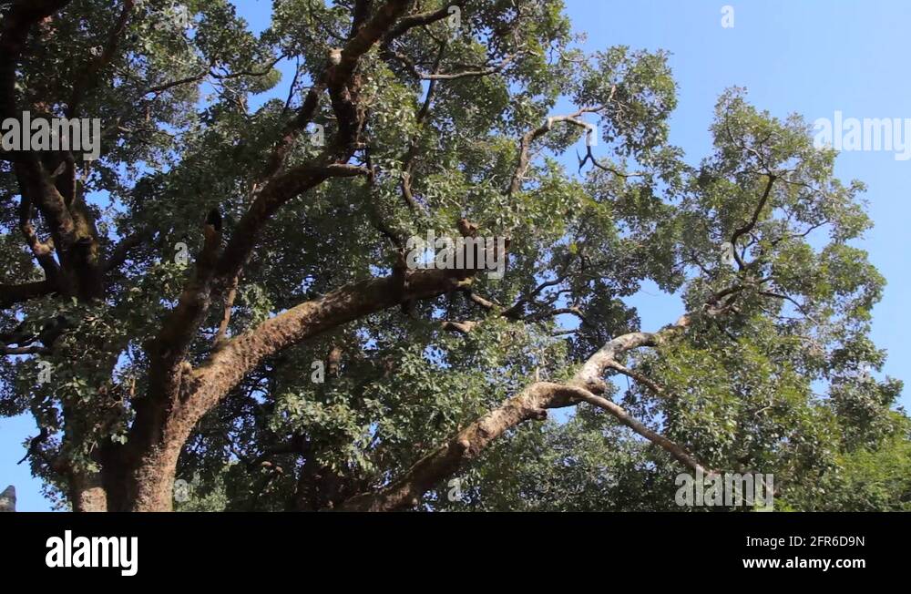 Huge tree and temple Stock Videos & Footage - HD and 4K Video Clips - Alamy