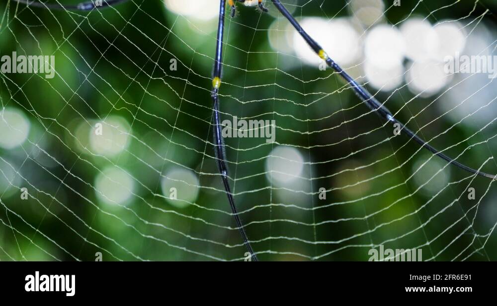 Spider's net and creepy long legs of big tropical spider in rainforest ...