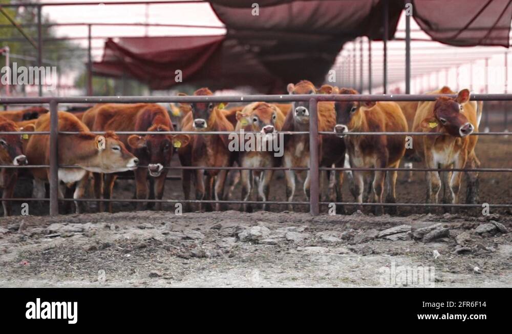 Cattle ranch scene Stock Videos & Footage - HD and 4K Video Clips - Alamy