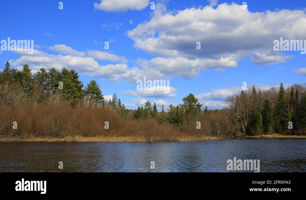 Algonquin forest Stock Videos & Footage - HD and 4K Video Clips - Alamy