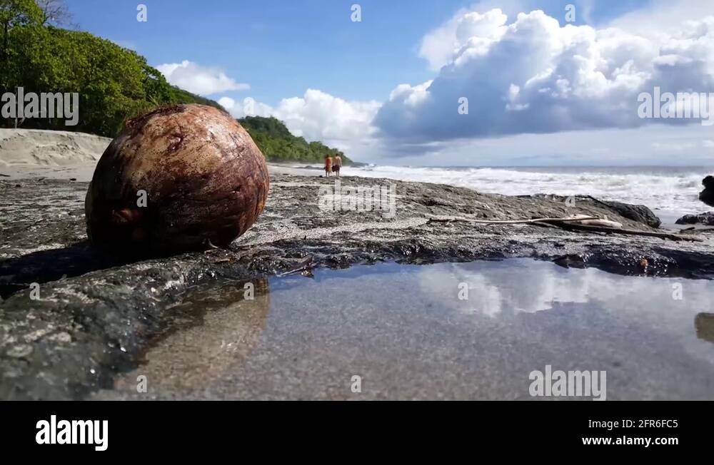 Pond and coconut Stock Videos & Footage - HD and 4K Video Clips - Alamy