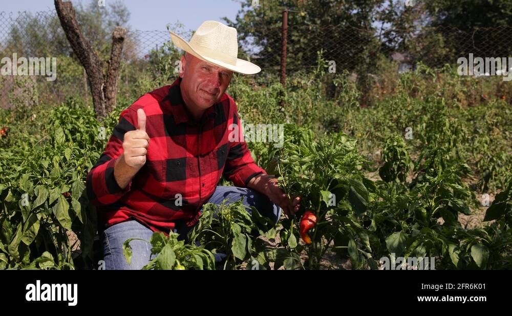 Pepper production Stock Videos & Footage - HD and 4K Video Clips - Alamy