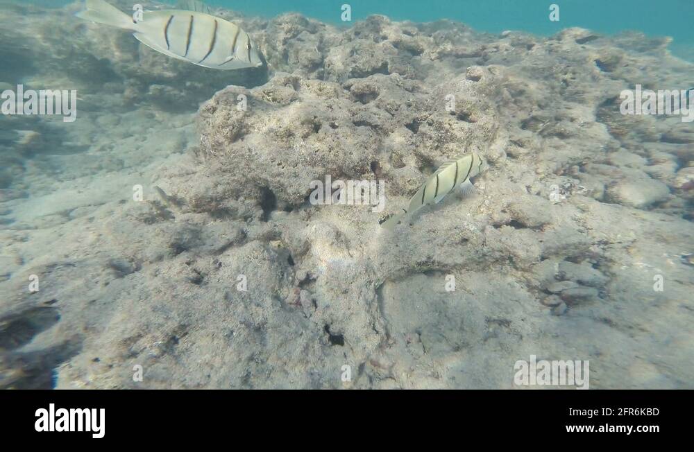Tropical Fish Hanauma Bay Underwater South Shore Oahu Hawaii Stock ...