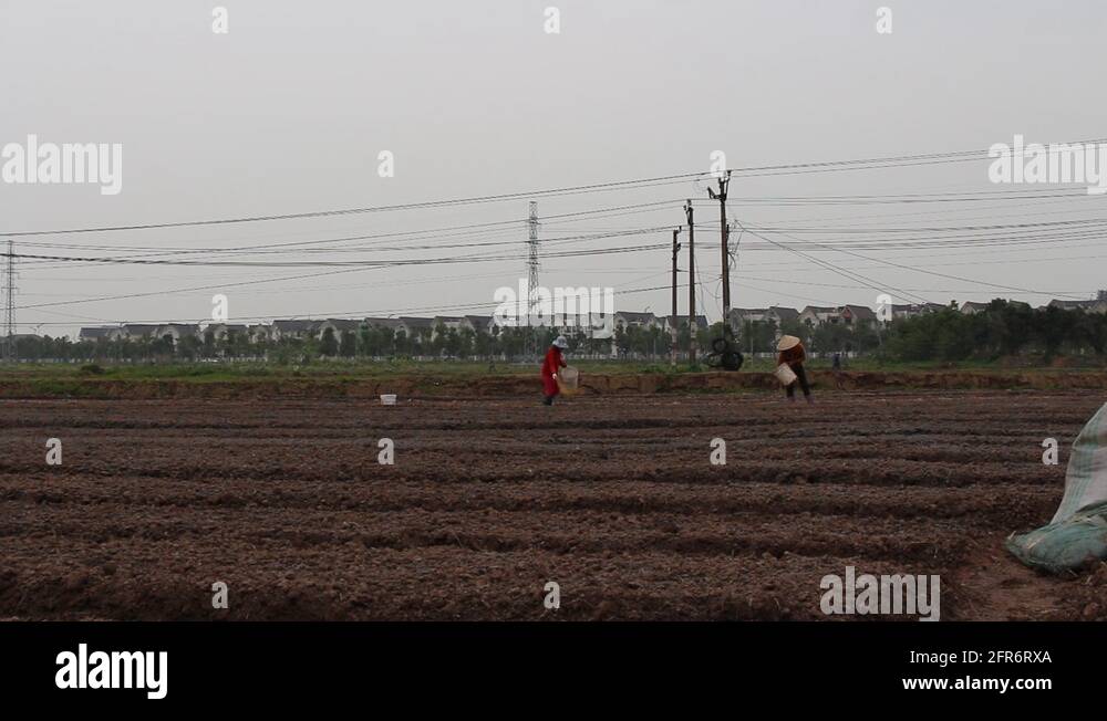 Vietnamese workers planting in Stock Videos & Footage - HD and 4K Video ...