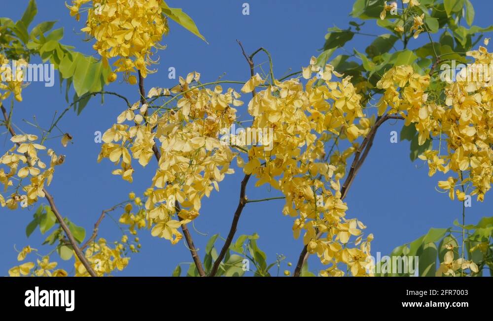 Golden shower tree Stock Videos & Footage - HD and 4K Video Clips - Alamy