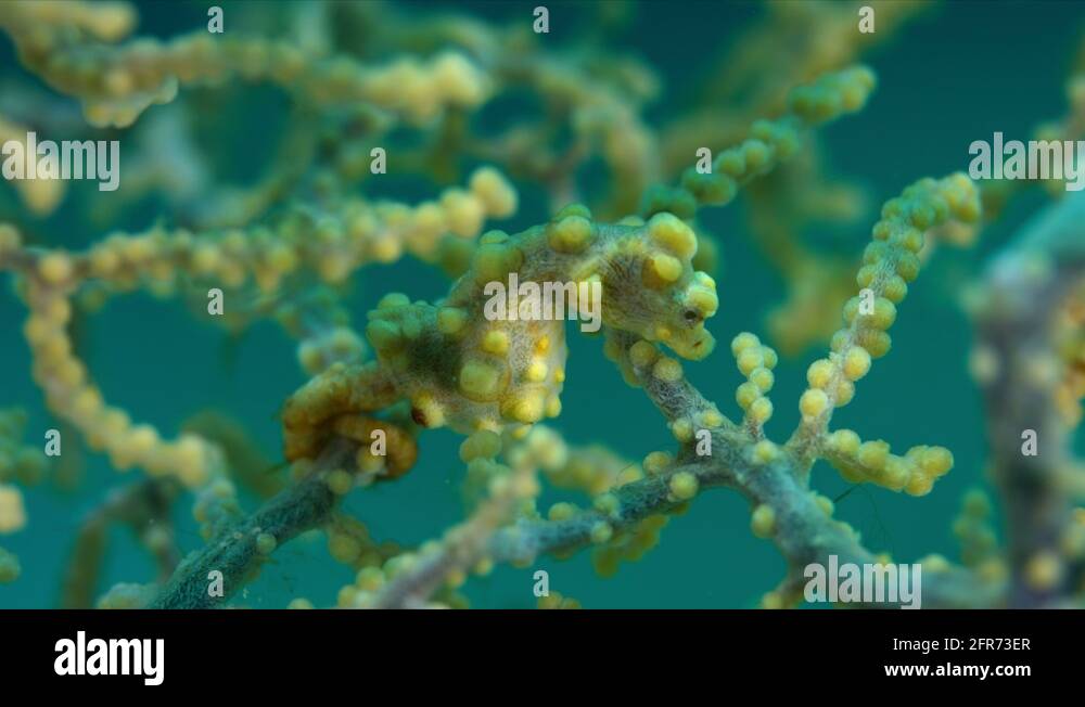 Yellow Pygmy Seahorse 4k Stock Video Footage - Alamy