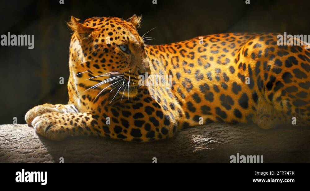 Carnivore spotted leopard Stock Videos & Footage - HD and 4K Video ...