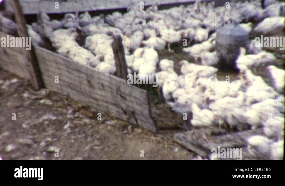Poultry farming free range Stock Videos & Footage - HD and 4K Video ...