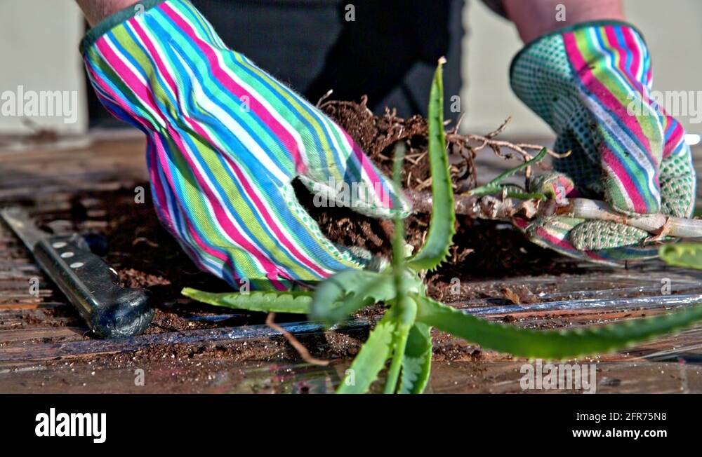 Dividing plant knife Stock Videos & Footage - HD and 4K Video Clips - Alamy