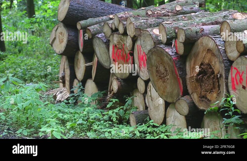 Wood stacked in the forest Stock Videos & Footage - HD and 4K Video ...