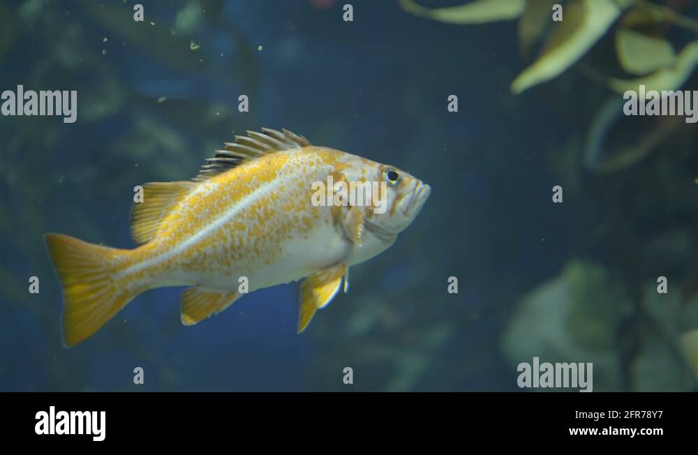 Aquarium, Fish Tank, Sea Creatures, Underwater, Animals, Nature. 4K UHD ...