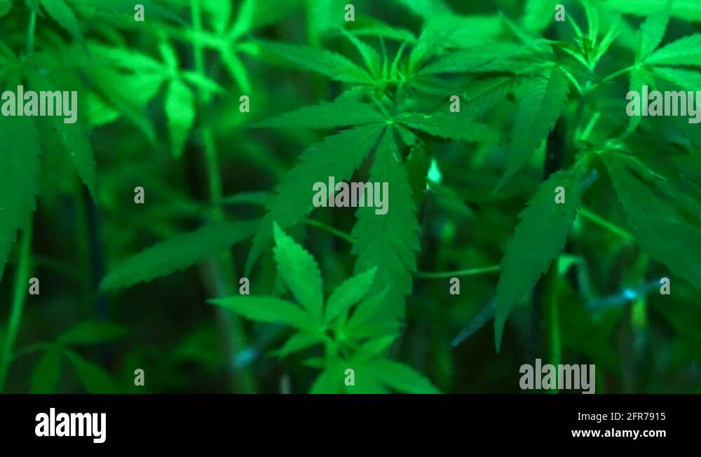 Spiritual cannabis Stock Videos & Footage - HD and 4K Video Clips - Alamy