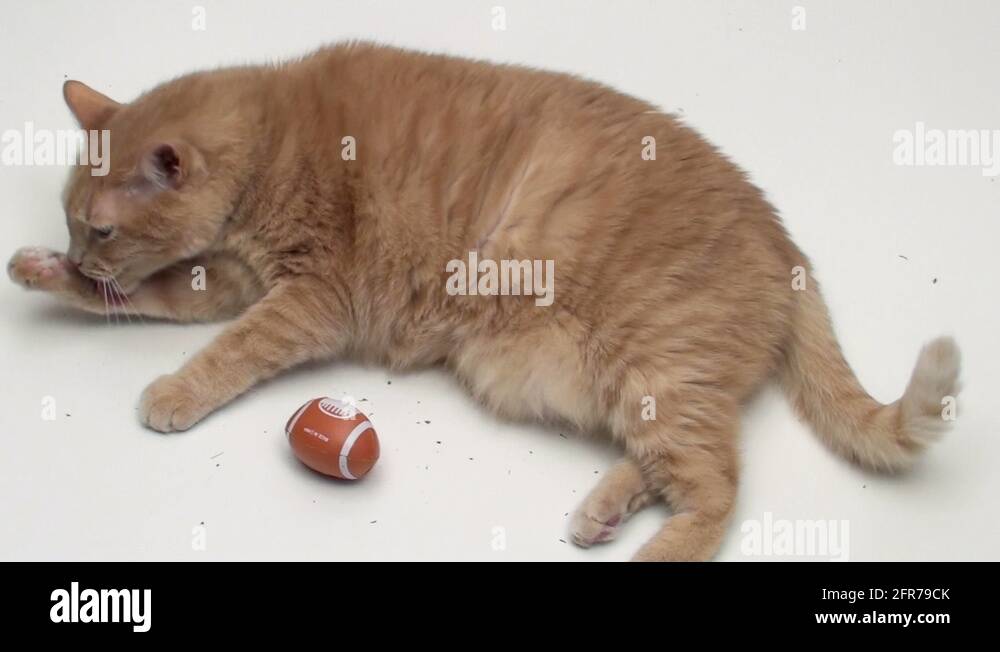 Cat football Stock Videos & Footage - HD and 4K Video Clips - Alamy