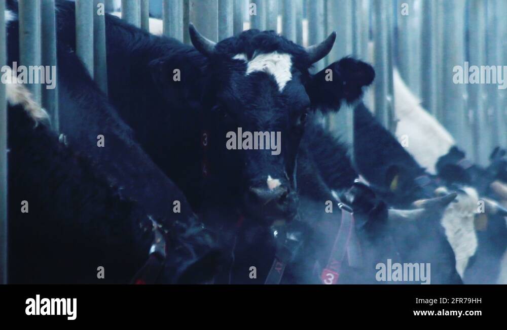 Cows eating hay in cowhouse Stock Videos & Footage - HD and 4K Video ...