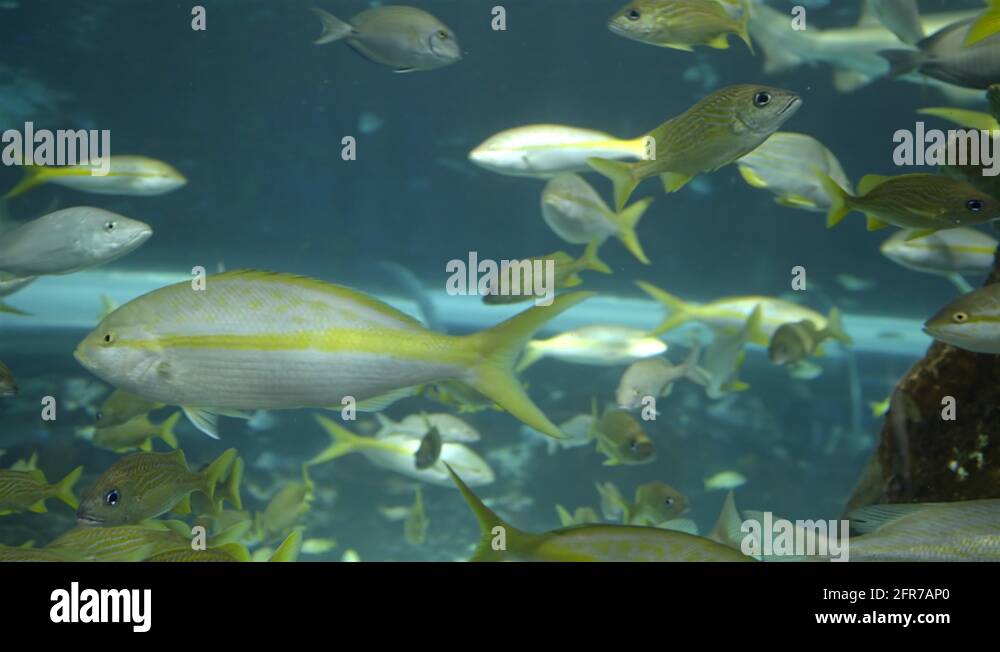 Aquarium, Fish Tank, Sea Creatures, Underwater, Animals, Nature. 4K UHD ...