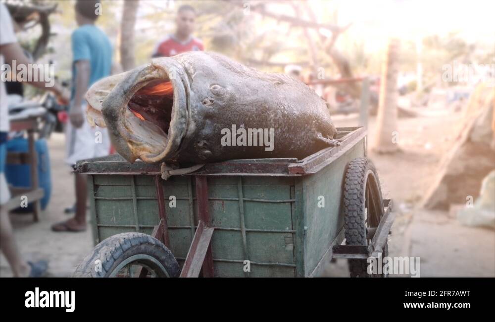 Giant fish caught Stock Videos & Footage - HD and 4K Video Clips - Alamy
