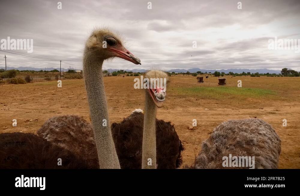Peering Stock Videos & Footage - HD and 4K Video Clips - Alamy