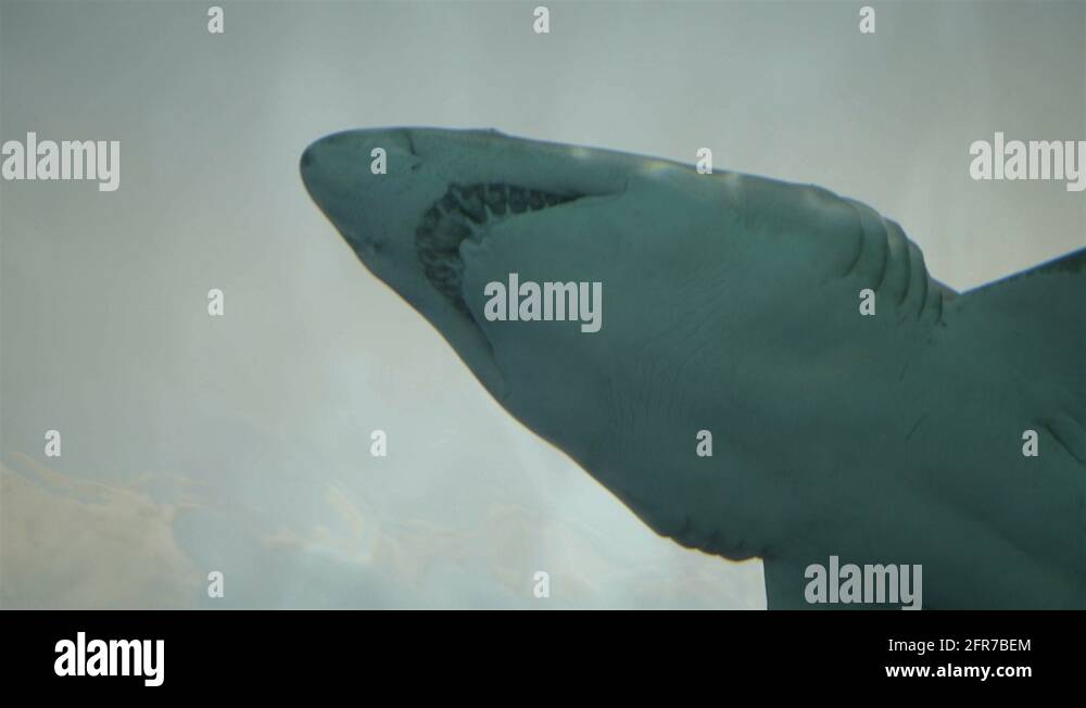 Aquarium, Fish Tank, Sea Creatures, Underwater, Animals, Nature. 4K UHD ...