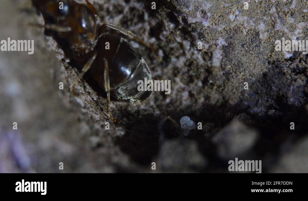Queen ant eggs Stock Videos & Footage - HD and 4K Video Clips - Alamy