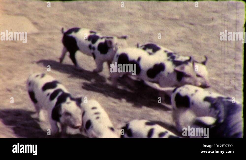 Hogs Pigs Barnyard Family Farm Piglets USA 1960s Vintage Film Home ...