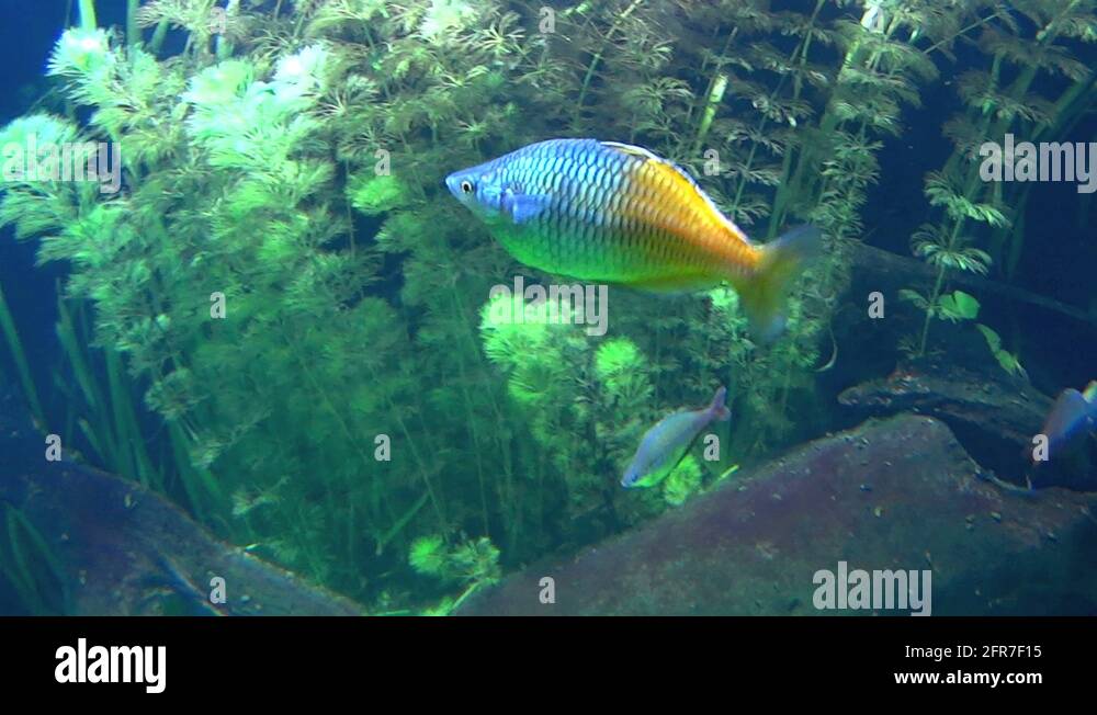 Rainbow fish swimming Stock Videos & Footage - HD and 4K Video Clips ...