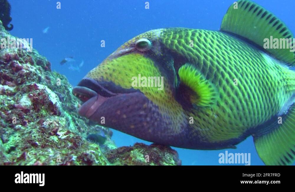 Titan triggerfish balistoides viridescens Stock Videos & Footage - HD ...