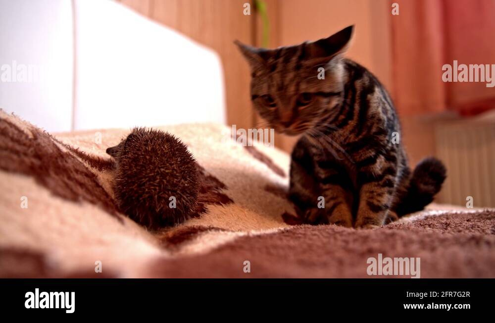 Climbing hedgehog Stock Videos & Footage - HD and 4K Video Clips - Alamy