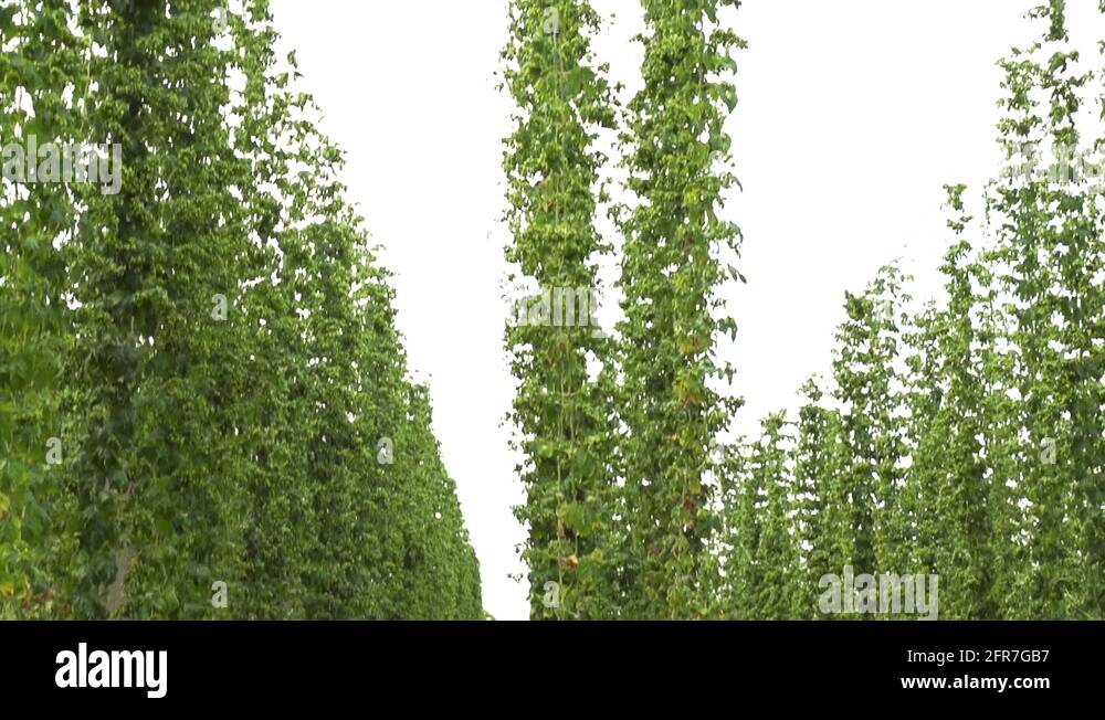 Hop field Stock Videos & Footage - HD and 4K Video Clips - Alamy