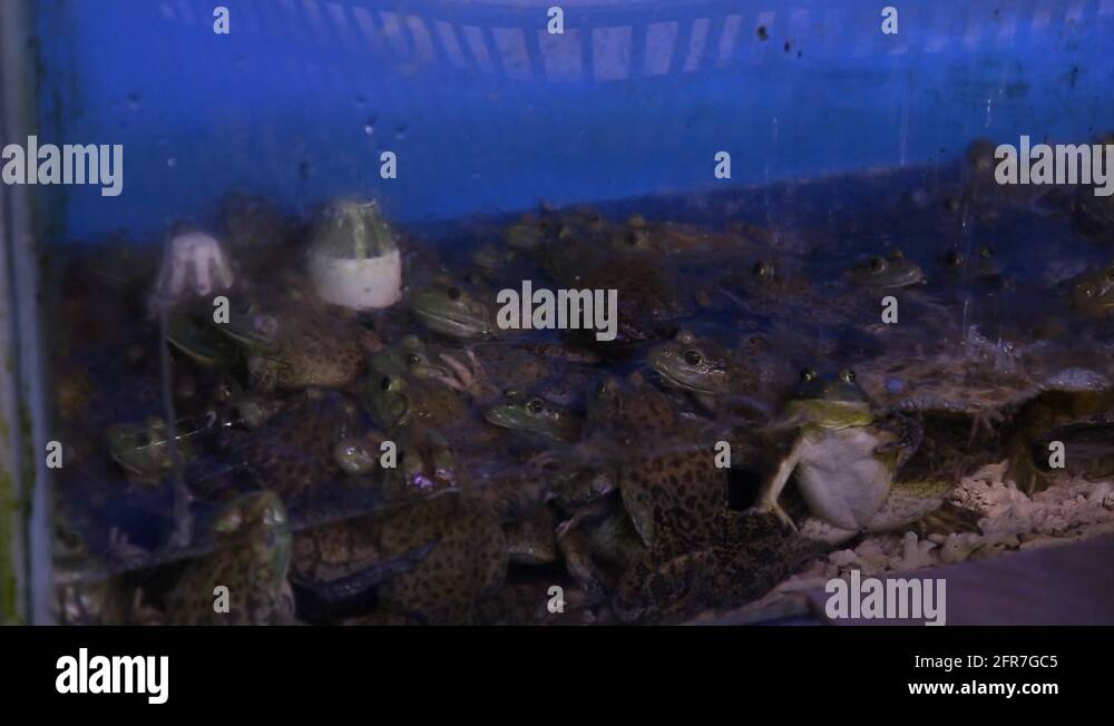 Overcrowded aquarium Stock Videos & Footage - HD and 4K Video Clips - Alamy