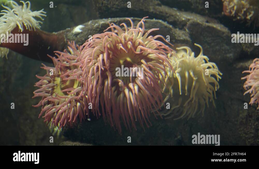 Aquarium, Fish Tank, Sea Creatures, Underwater, Animals, Nature. 4K UHD ...