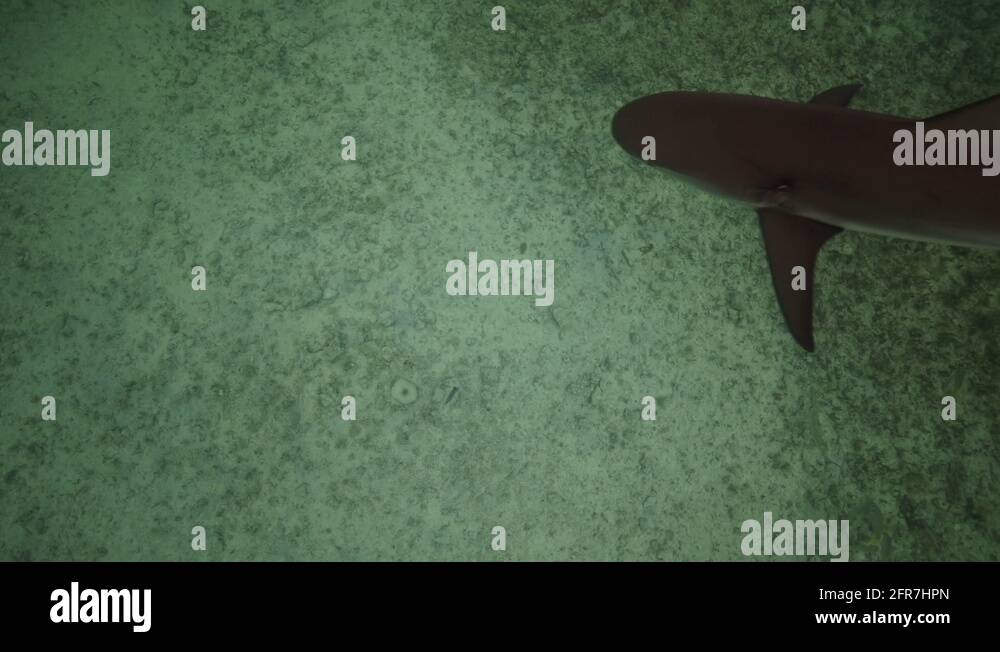 caribbean reef shark in shallow water over sandy bottom Stock Video ...