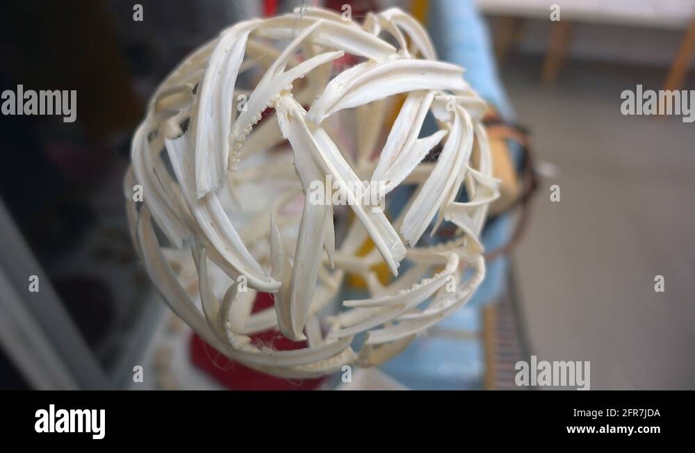 Bone craft Stock Videos & Footage - HD and 4K Video Clips - Alamy