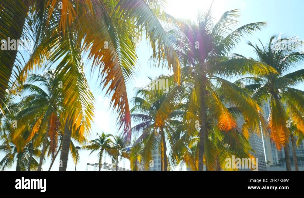 Miami palm tree Stock Videos & Footage - HD and 4K Video Clips - Alamy