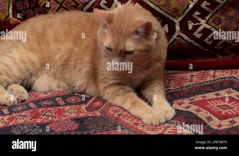 Orange cat on Persian rug - HD Stock Video Footage - Alamy