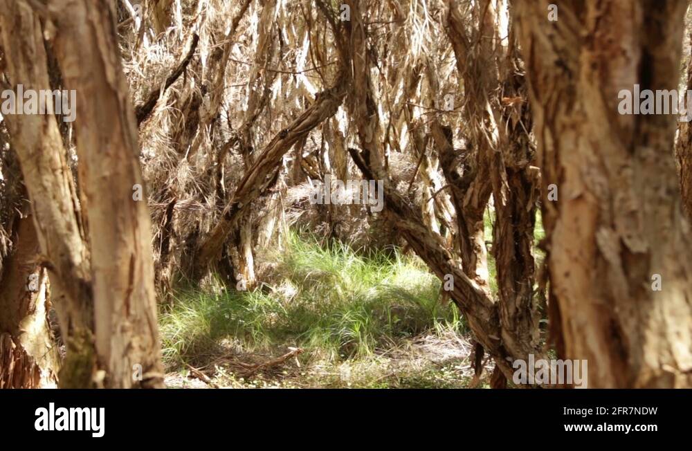 Paperbark tree Stock Videos & Footage - HD and 4K Video Clips - Alamy