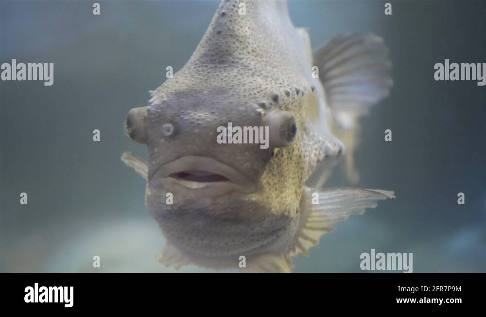 Aquarium, Fish Tank, Sea Creatures, Underwater, Animals, Nature. 4K UHD ...