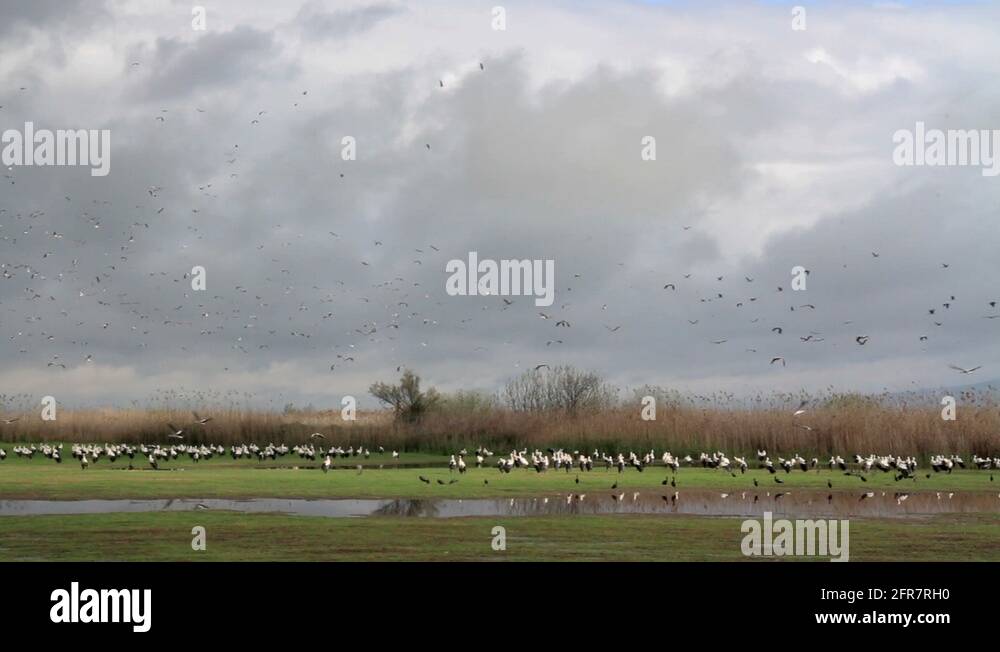 Migration of storks Stock Videos & Footage - HD and 4K Video Clips - Alamy