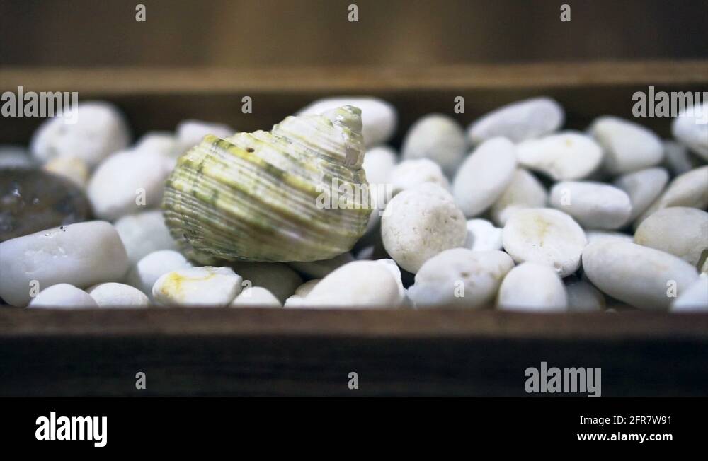 Seashell shop Stock Videos & Footage - HD and 4K Video Clips - Alamy