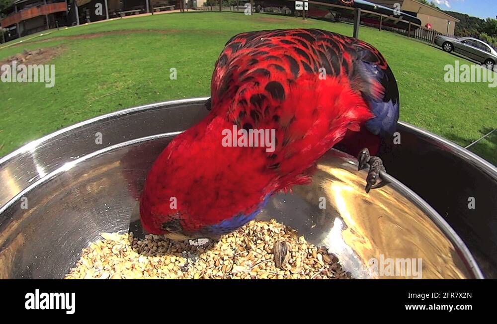 Australian parrot feeding Stock Videos & Footage - HD and 4K Video ...