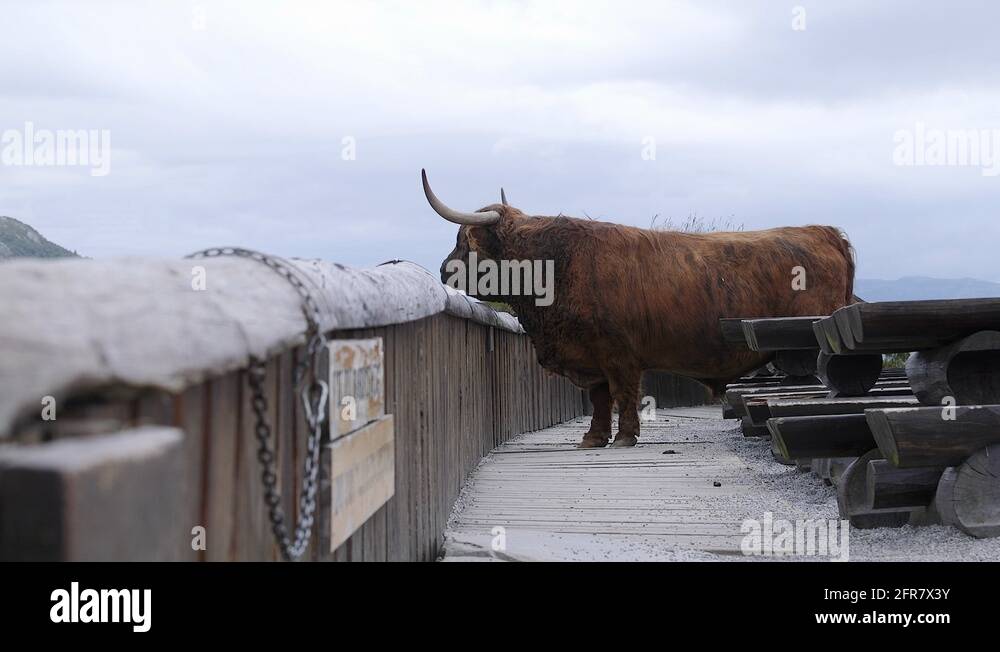 Flying with horns Stock Videos & Footage - HD and 4K Video Clips - Alamy