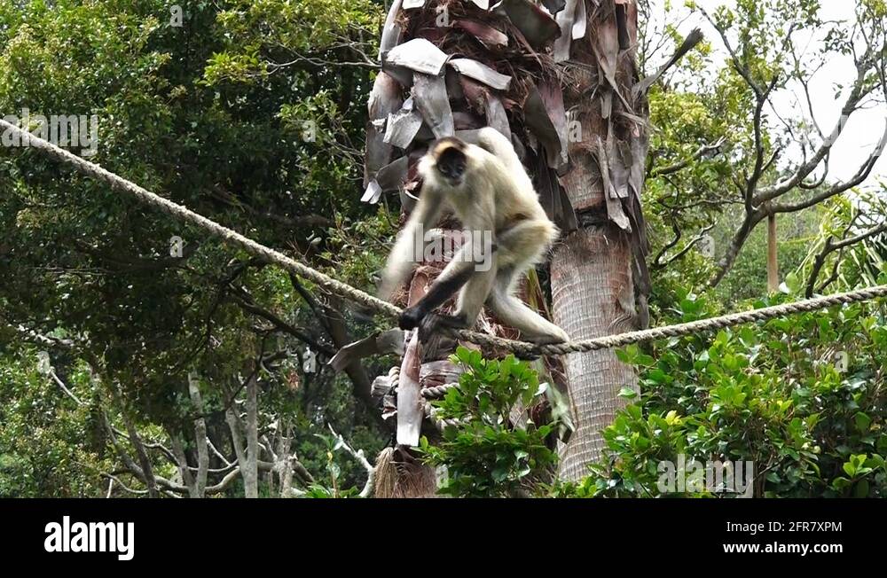 Spider monke Stock Videos & Footage - HD and 4K Video Clips - Alamy