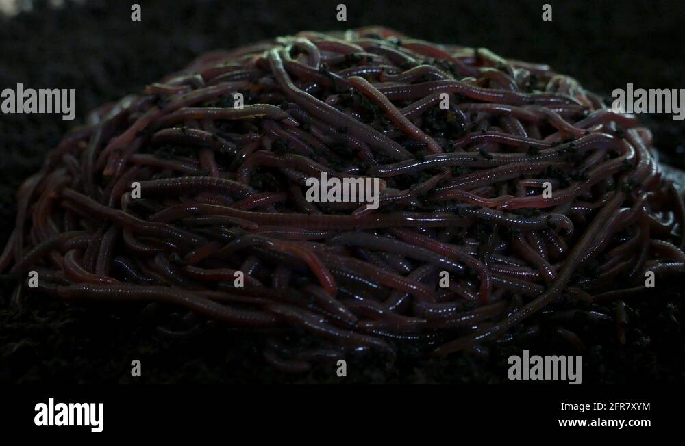 Pile worms Stock Videos & Footage - HD and 4K Video Clips - Alamy