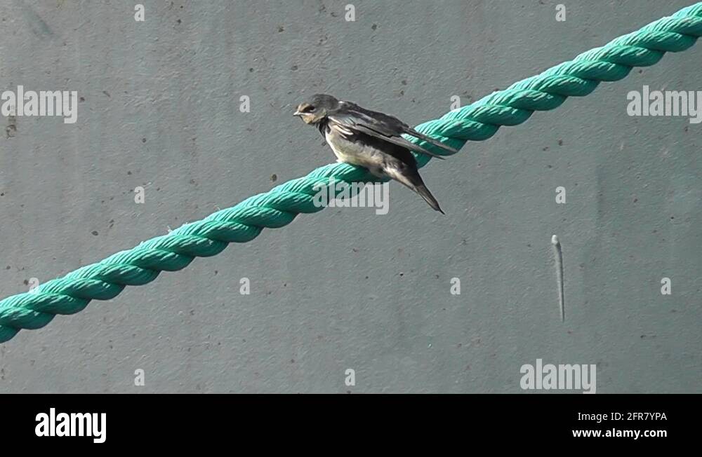 Rope wing Stock Videos & Footage - HD and 4K Video Clips - Alamy