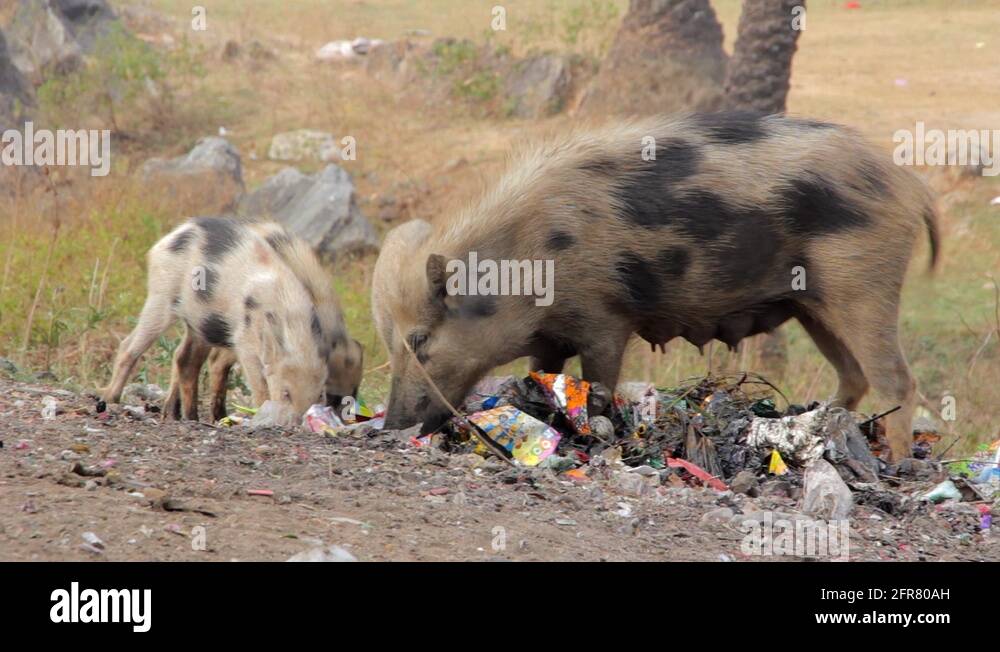 Pig city Stock Videos & Footage - HD and 4K Video Clips - Alamy