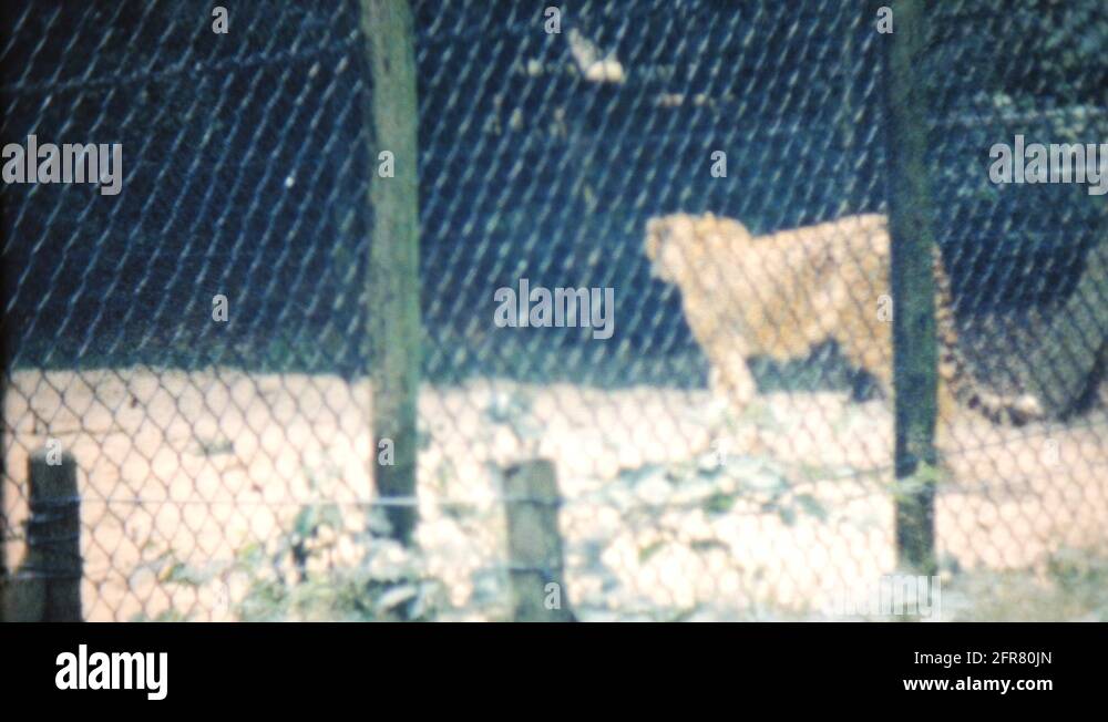 Vintage 8 mm film footage of animals in a zoo - digitalized in 4K Stock ...