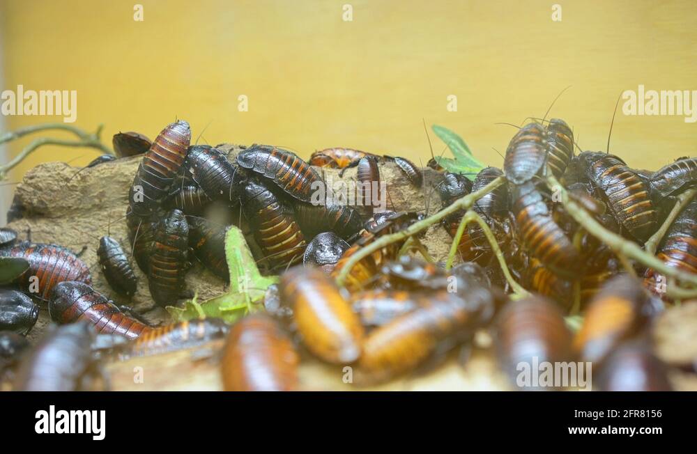 Madagascar hissing cockroaches Stock Videos & Footage - HD and 4K Video ...