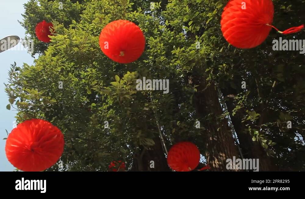 Chinese lantern tree Stock Videos & Footage - HD and 4K Video Clips - Alamy
