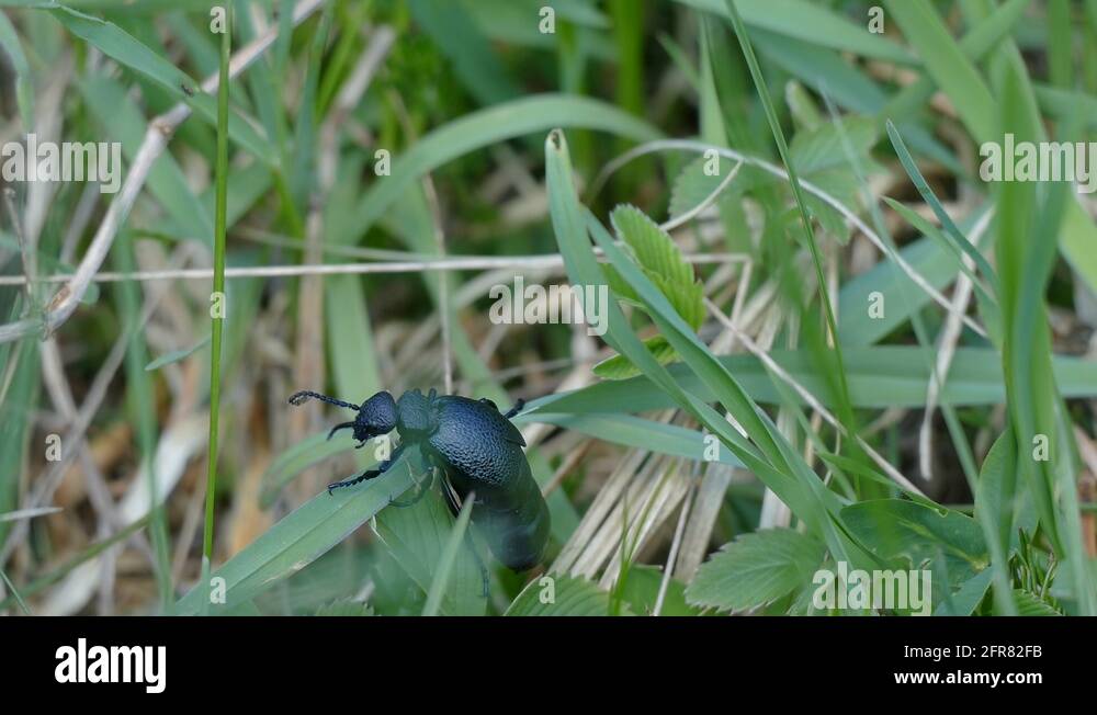 Black lawn beetle Stock Videos & Footage - HD and 4K Video Clips - Alamy