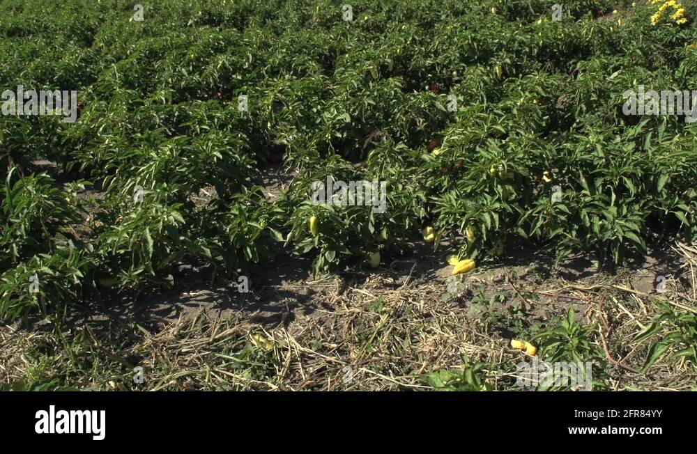 Pepper field Stock Videos & Footage - HD and 4K Video Clips - Alamy